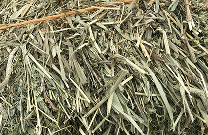 Why test hay? – Savvy Horse Products