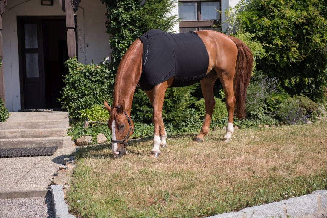 VETOFLEX Recovery Hernia Belt Stable – Savvy Horse Products